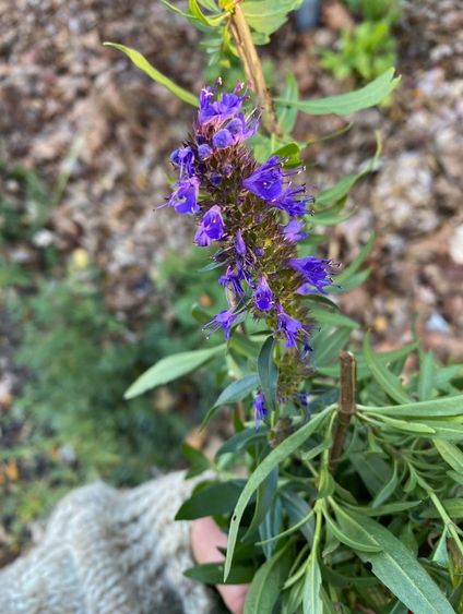 Our Passions | Potent Medicinary